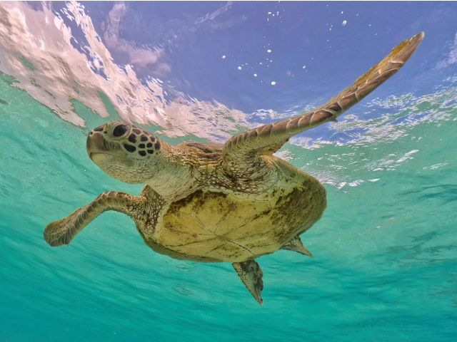 LAULE'A（ラウレア）のネット予約・アクセス・営業時間｜沖楽